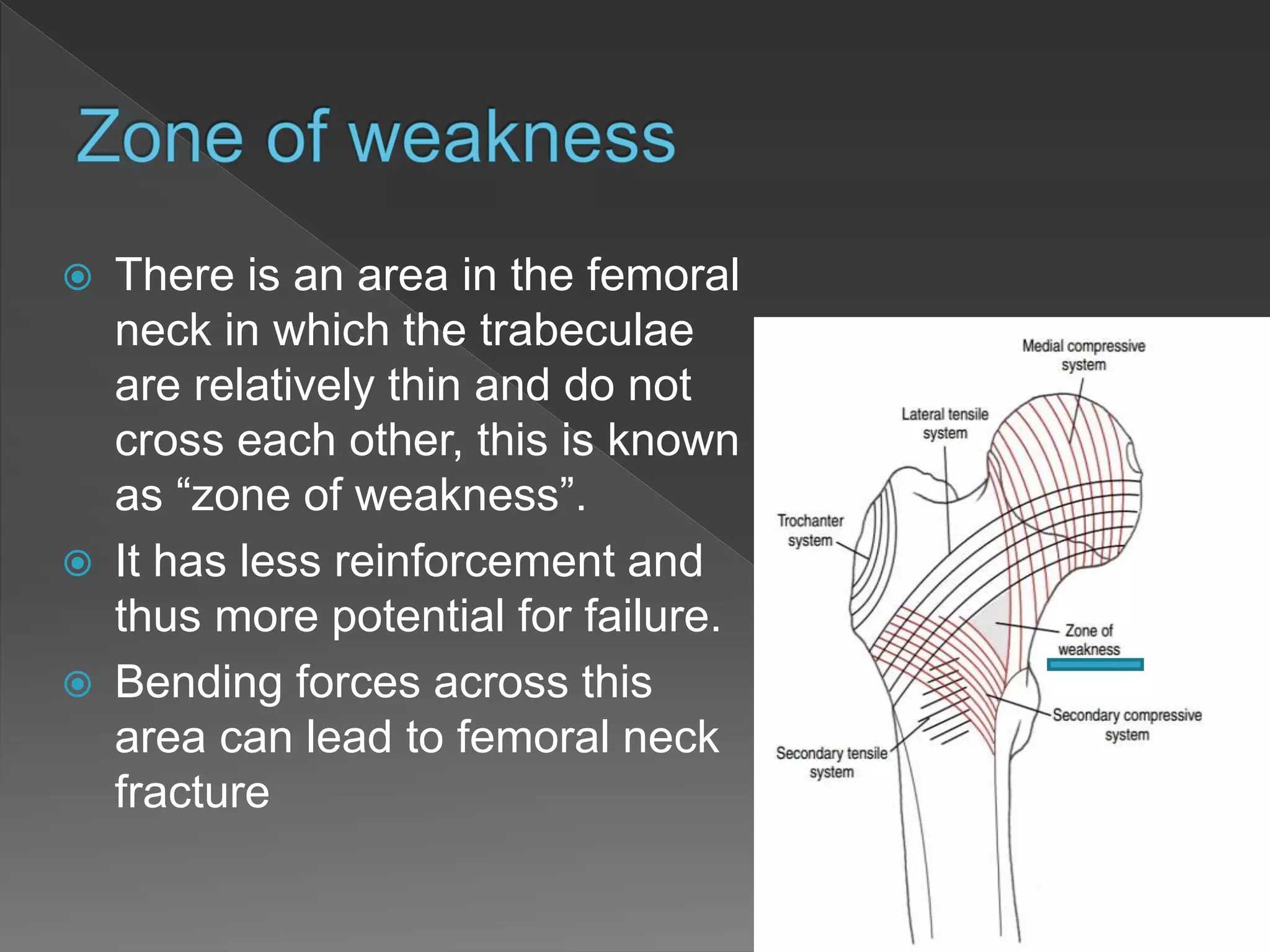 Structural adaptations to weight bearing of Hip | PPTX