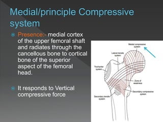 Structural adaptations to weight bearing of Hip | PPTX