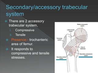 Structural adaptations to weight bearing of Hip | PPTX