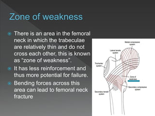 Structural adaptations to weight bearing of Hip | PPTX