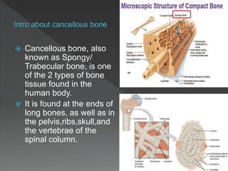 Structural adaptations to weight bearing of Hip | PPTX