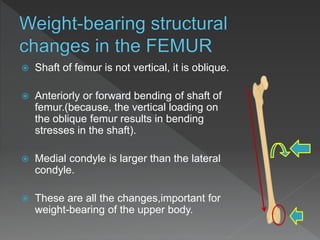Structural adaptations to weight bearing of Hip | PPTX