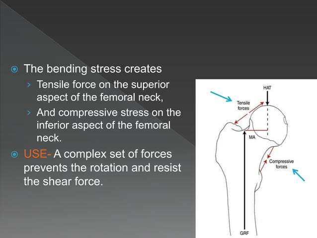 Structural adaptations to weight bearing of Hip | PPTX