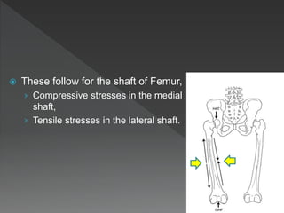 Structural adaptations to weight bearing of Hip | PPTX