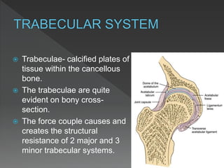 Structural adaptations to weight bearing of Hip | PPTX