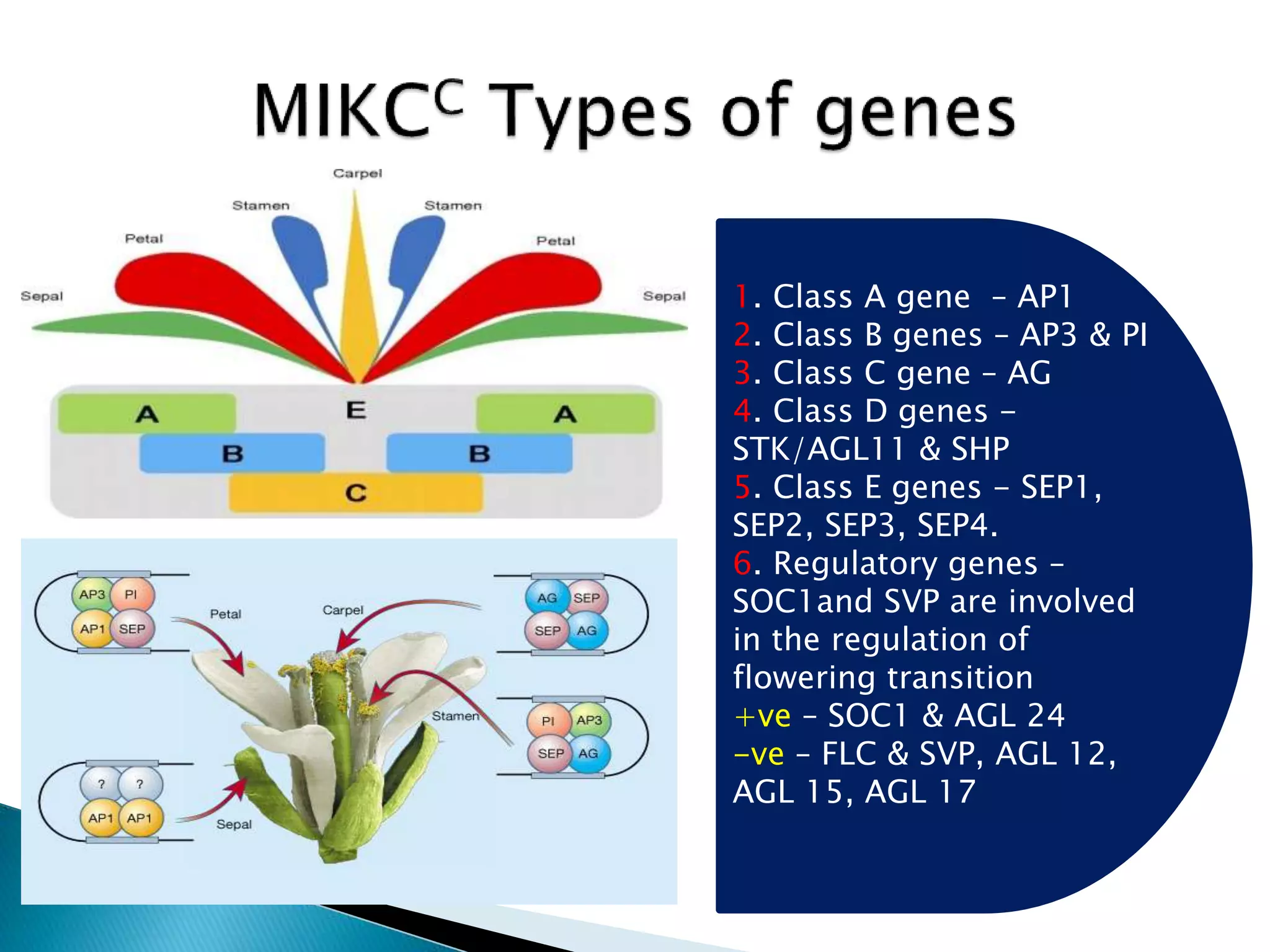 Structural and functional annotation of mads box gene in grape vines | PPTX