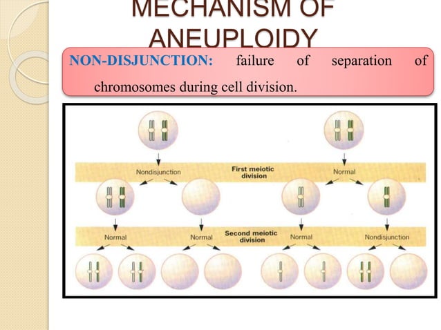 Structural And Numerical Chromosomal Abberations