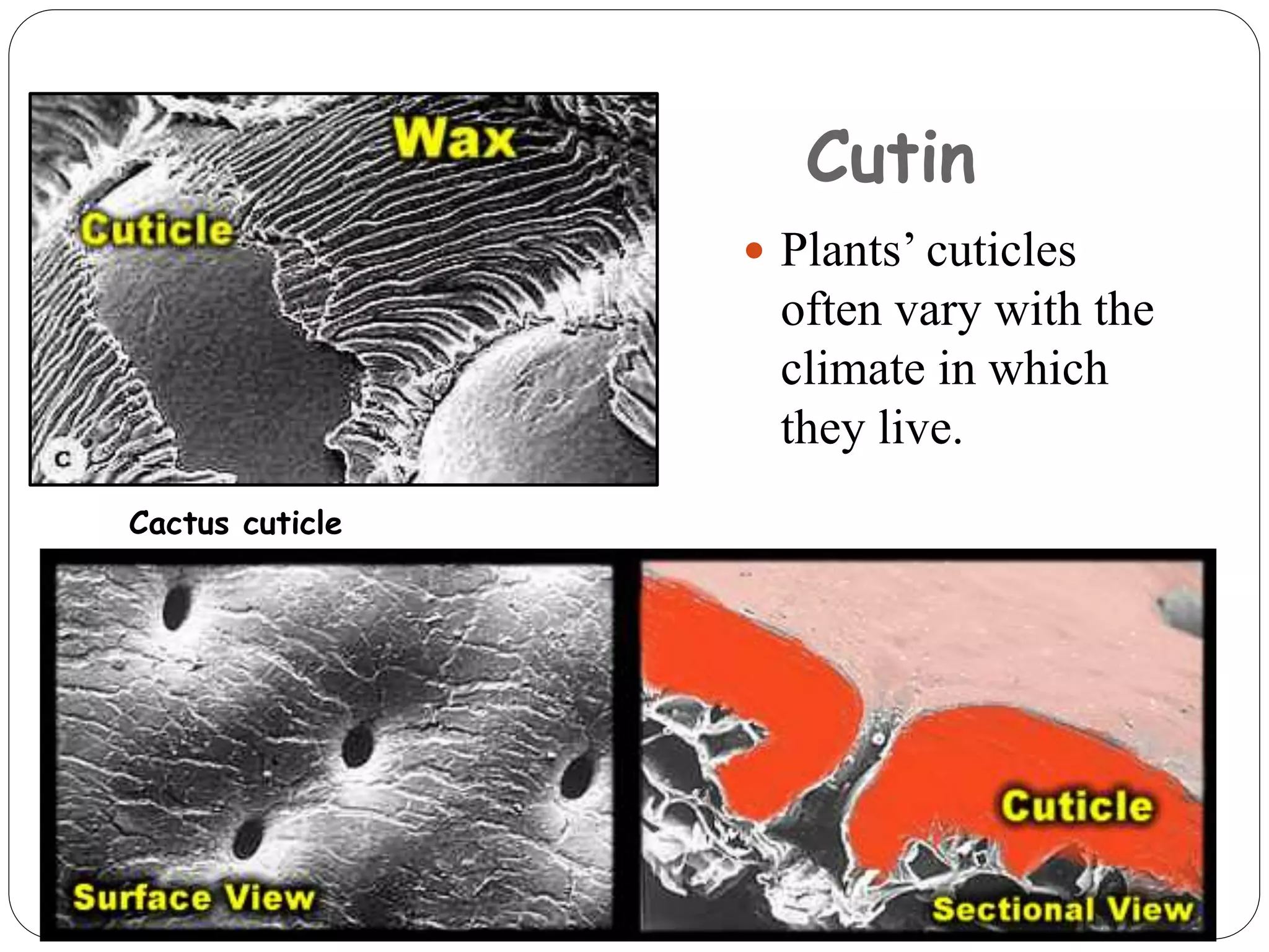 Structural defenses in plants | PPTX