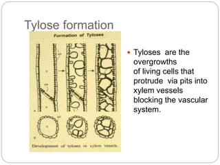 Structural defenses in plants | PPT