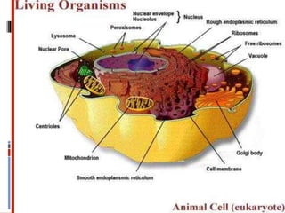 Structural Basis of Life | PPTX