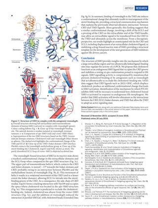 Structural basis of smoothened.compressed | PDF