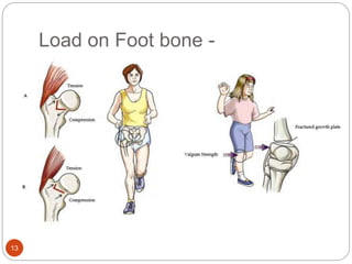 Structural behavior of bones in human body | PPT