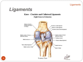 Structural behavior of joints in human body | PPTX