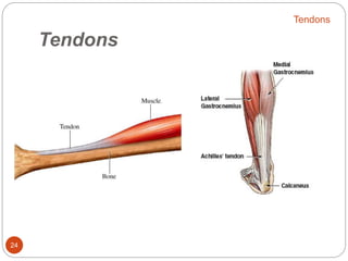 Structural behavior of joints in human body | PPTX