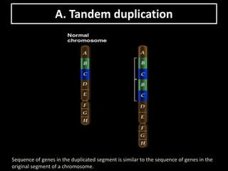 Structural changes in chromosomes | PPTX