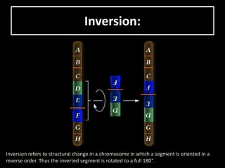 Structural changes in chromosomes | PPTX