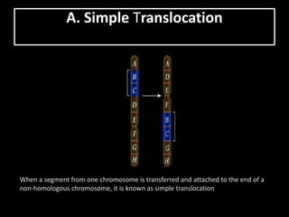 Structural changes in chromosomes | PPTX
