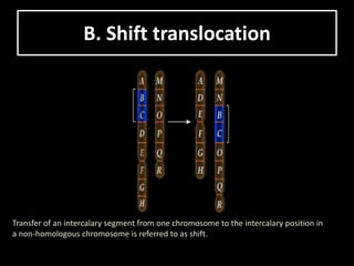 Structural changes in chromosomes | PPTX