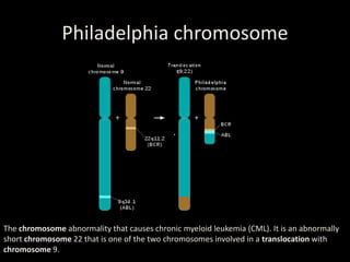 Structural changes in chromosomes | PPTX