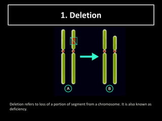 Structural changes in chromosomes | PPTX