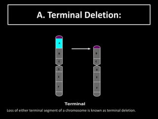 Structural changes in chromosomes | PPTX