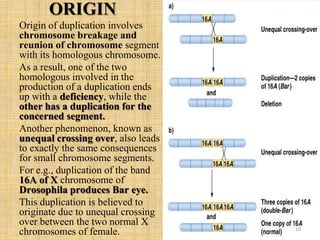 Structural changes in chromosomes | PPTX