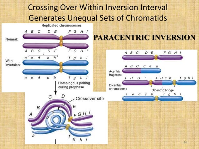 Structural changes in chromosomes | PPTX | Genetics | Science