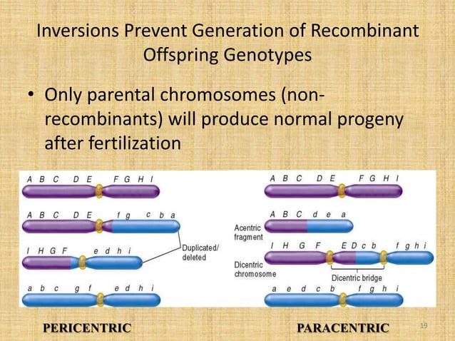 Structural changes in chromosomes | PPTX | Genetics | Science