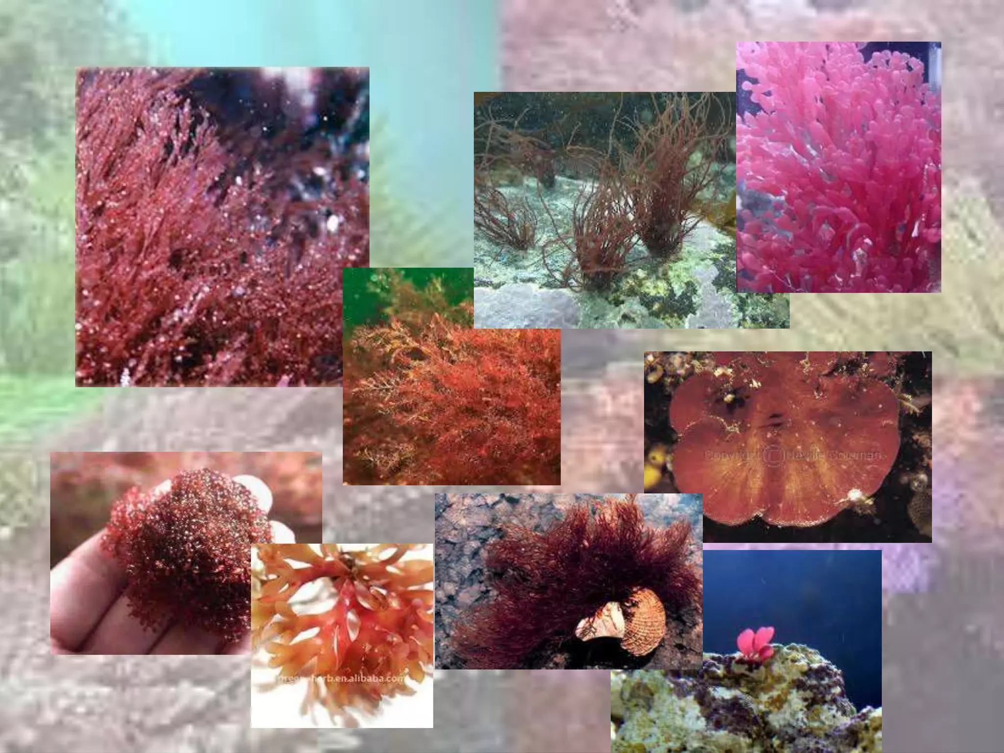 Structural complexity and reproduction of rhodophytes 423 | PPT