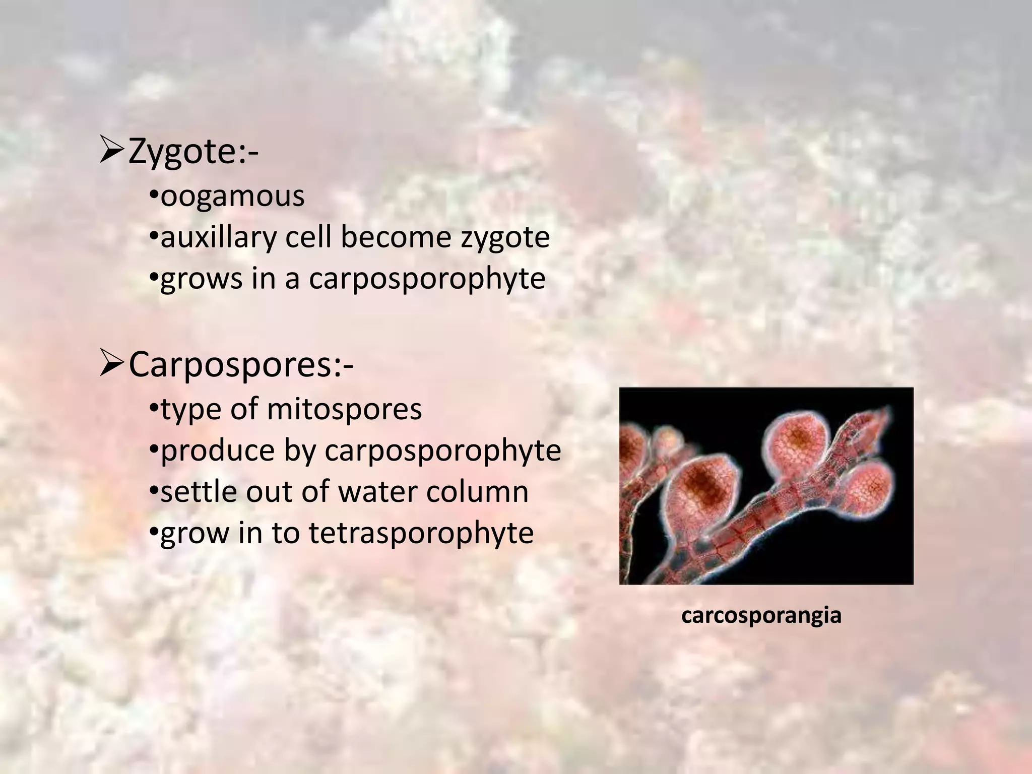 Structural complexity and reproduction of rhodophytes 423 | PPT