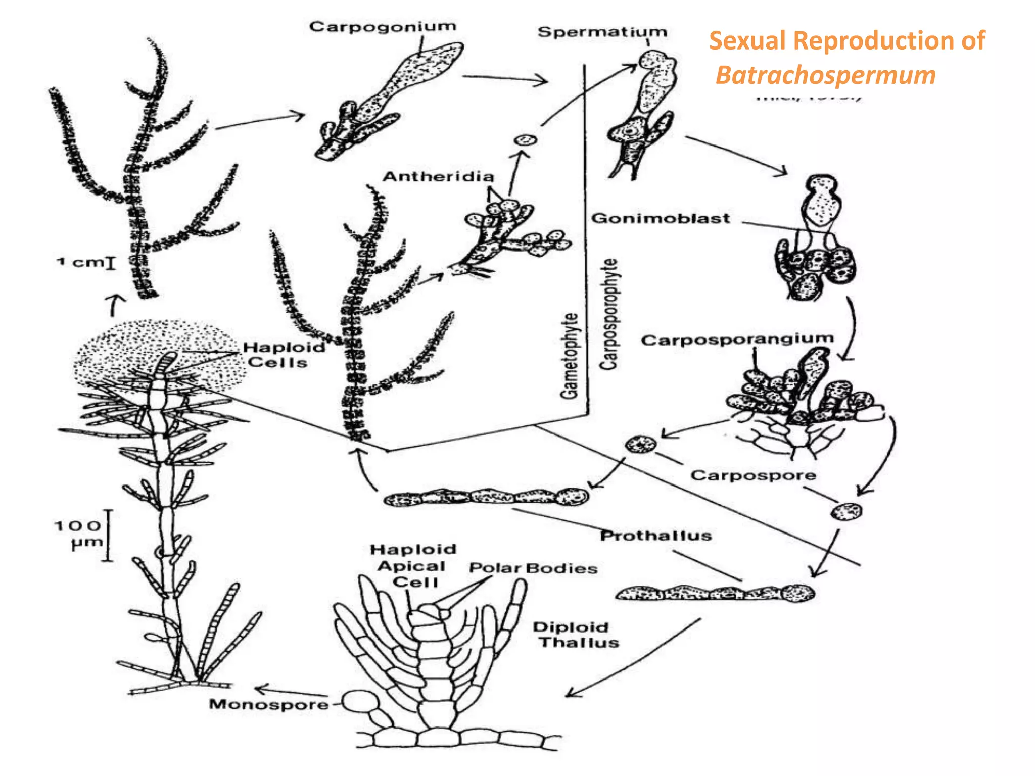 Structural complexity and reproduction of rhodophytes 423 | PPT