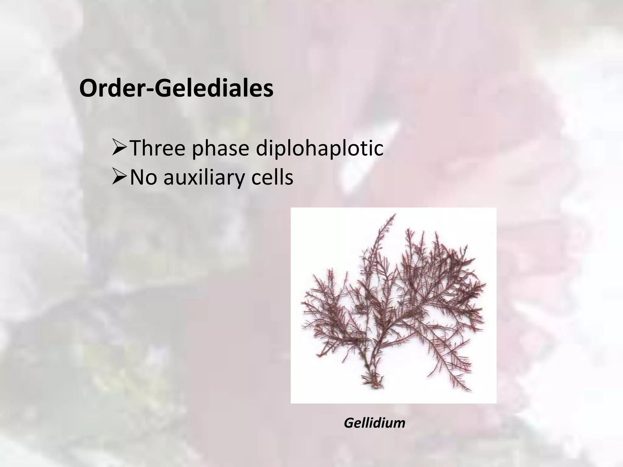 Structural complexity and reproduction of rhodophytes 423 | PPT