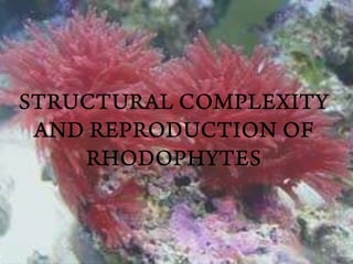 Structural complexity and reproduction of rhodophytes 423 | PPT