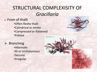 Structural complexity and reproduction of rhodophytes 423 | PPTX