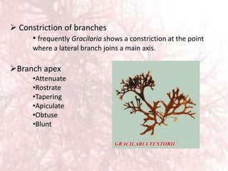 Structural complexity and reproduction of rhodophytes 423 | PPTX