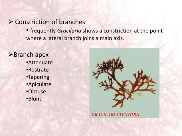 Structural complexity and reproduction of rhodophytes 423 | PPT