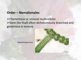 Structural complexity and reproduction of rhodophytes 423 | PPTX