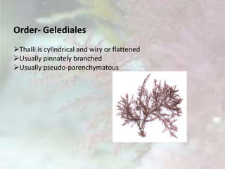 Structural complexity and reproduction of rhodophytes 423 | PPTX