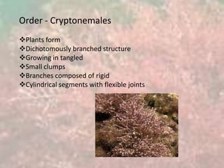 Structural complexity and reproduction of rhodophytes 423 | PPTX