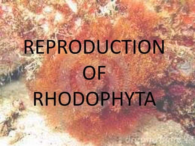 Structural complexity and reproduction of rhodophytes 423 | PPT