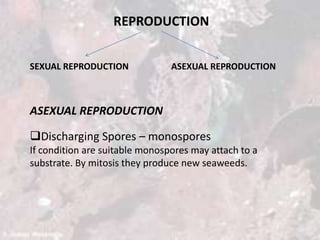 Structural complexity and reproduction of rhodophytes 423 | PPT