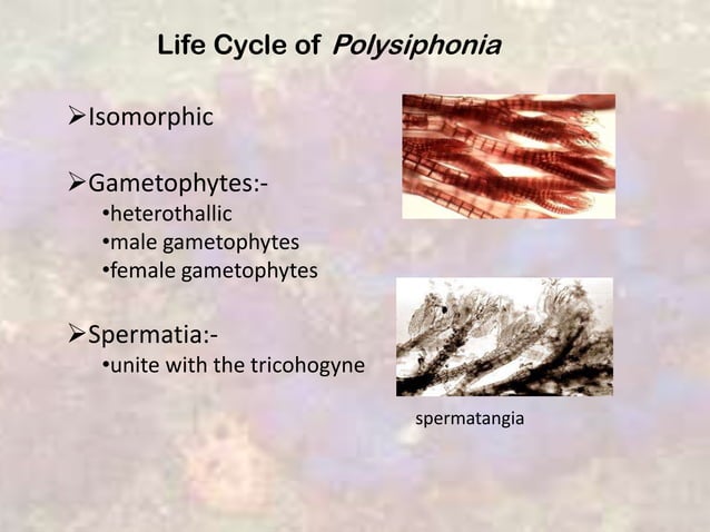 Structural complexity and reproduction of rhodophytes 423 | PPT