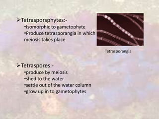 Structural complexity and reproduction of rhodophytes 423 | PPT