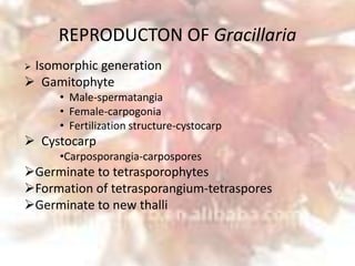 Structural complexity and reproduction of rhodophytes 423 | PPT
