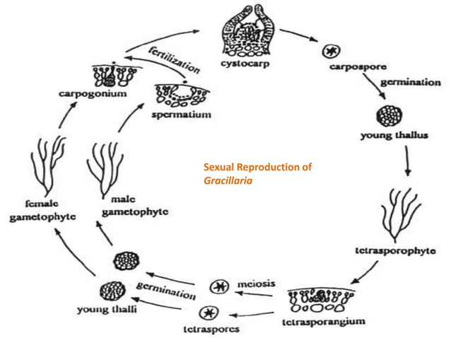 Structural complexity and reproduction of rhodophytes 423 | PPT