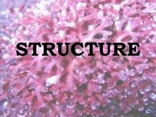 Structural complexity and reproduction of rhodophytes 423 | PPTX