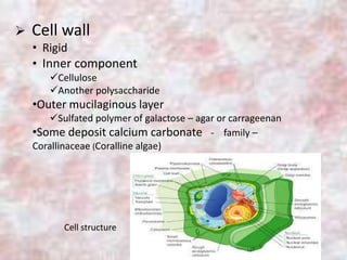 Structural complexity and reproduction of rhodophytes 423 | PPT