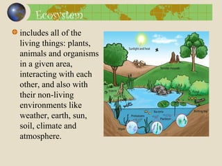Structural Components of an Ecosystem (Biotic) | PPT