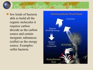 Structural Components of an Ecosystem (Biotic) | PPT
