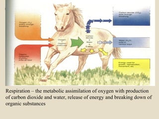 Structural Components of an Ecosystem (Biotic) | PPT